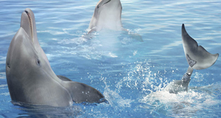 L'incredibile storia di Winter il delfino 2 - character poster italiani ...